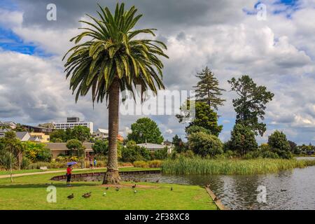 Hamilton Lake Domain, a park in Hamilton, New Zealand. Phoenix palms ...