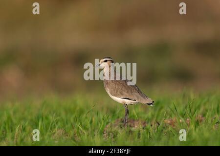 Sociable Lapwing (Vanellus gregarius) on ground, Bikaner, Rajasthan ...