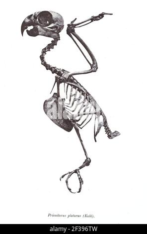Prioniturus platurus 67 Stock Photo - Alamy