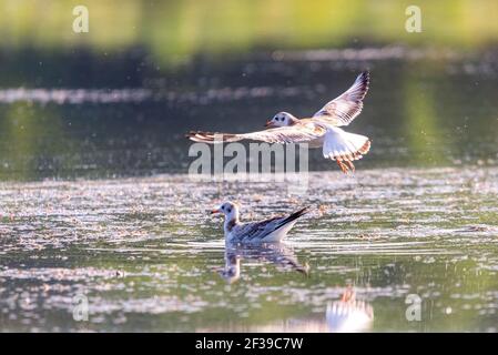 Seagull flying over water, Seagull landing, Bird flying, Bird landing ...