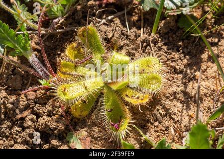Rosette of Drosera pauciflora, a carnivorous plant from the sundew ...