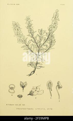 Prostanthera stricta proceedingsoflin21linn 0521 Stock Photo - Alamy