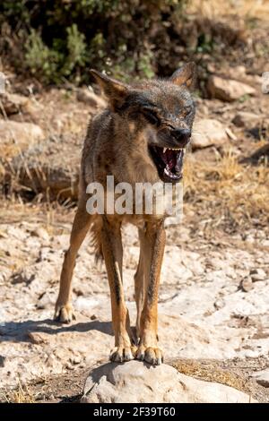 Iberian Wolf, Grey Wolf, Canis lupus signatus, Mediterranean Forest ...