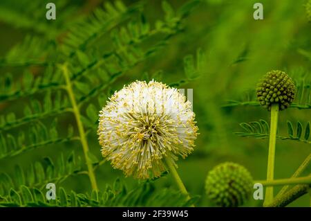 Depth of field of the river tamarind (Leucaena leucocephala) green ...