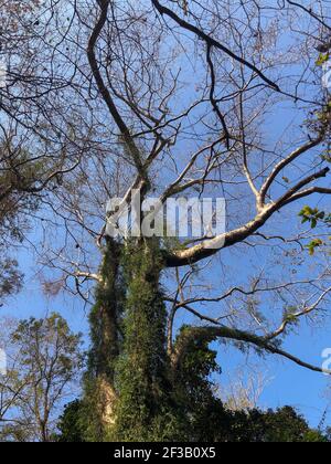 Creepers on tree branches in a European forest. Serbia, Fruska Gora ...