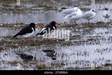 A closeup shot of Sandpiper Magpie birds in a water Stock Photo - Alamy