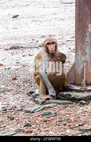 Monkey seating on ground looking for food Stock Photo - Alamy