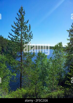 A vertical shot of a small lake surrounded by beautiful green trees in ...