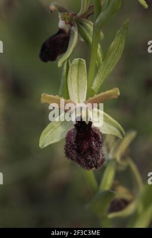 Maltese Spider Orchid (Ophrys melitensis) flowering at a garigue at ...