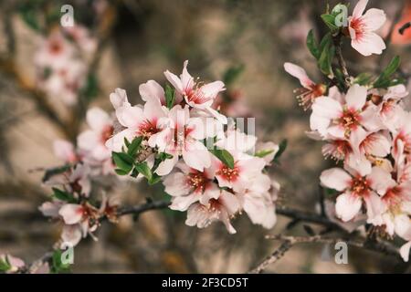 Almond tree blossoms white pinkish flowers blooming in spring Stock ...