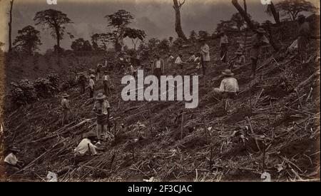 Coffee plantation workers, photograph of nineteenth-century Brazil ...