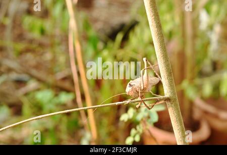 brown grasshopper hanging on tree in garden Stock Photo - Alamy