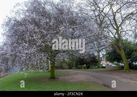 Spring Blossom, Abington Park, Northampton, Northamptonshire, England ...