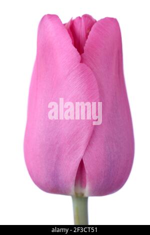 Pink and white Triumph tulips (Tulipa) Memphis bloom in a garden in ...
