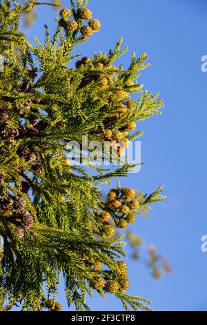 Top part of tree leaves with branches with sky view Stock Photo - Alamy