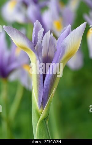 Yellow and white Dutch irises ( Iris × hollandica )blooming in a lush ...