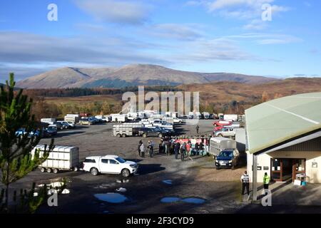 Dingwall & Highland Marts, Livestock auction Stock Photo - Alamy