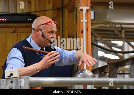 Dingwall & Highland Marts, Livestock auction Stock Photo - Alamy