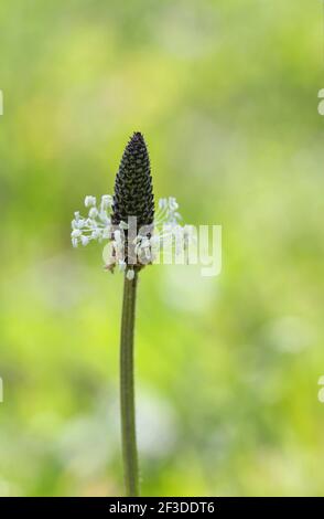 Edible seeds of broadleaf plantain, Plantago major Stock Photo - Alamy