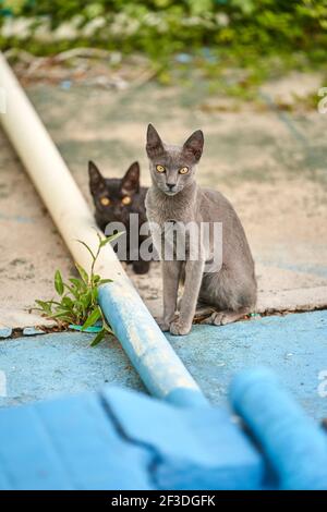 two different breed cats sitting side by side observing the garden ...