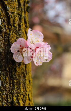 Close up picture of blooming apricot tree, pink blossoms in spring ...