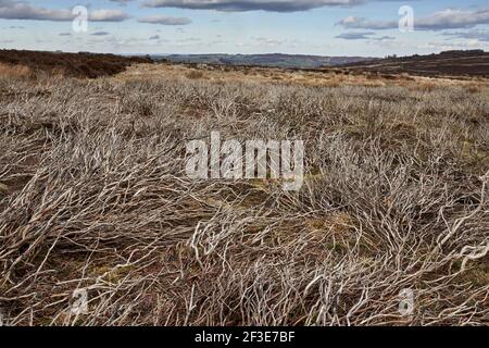 Windswept burnt heather stalks on Yorkshire moorland Stock Photo - Alamy