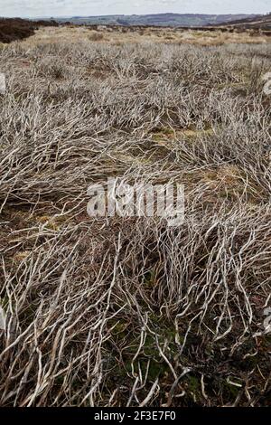 Windswept burnt heather stalks on Yorkshire moorland Stock Photo - Alamy