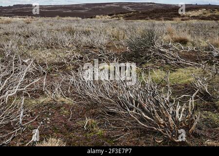 Windswept burnt heather stalks on Yorkshire moorland Stock Photo - Alamy