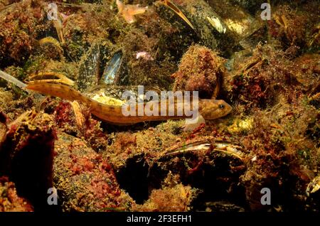 Zoarces viviparus, Eelpout, Viviparous Blenny, White Sea, Russia Stock ...