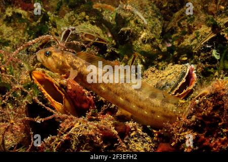 Zoarces viviparus, Eelpout, Viviparous Blenny, White Sea, Russia Stock ...