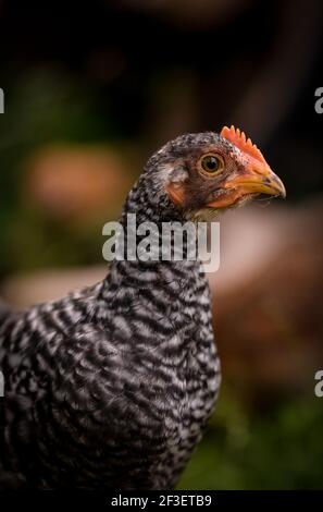 Amrock chicken hen Stock Photo - Alamy