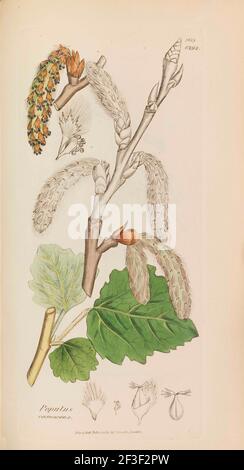 English Botany, 1790-1800. Private Collection Stock Photo - Alamy
