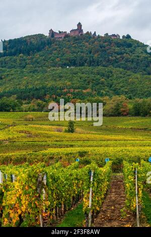 The Hohkönigsburg (Haut-Koenigsbourg) in Alsace Stock Photo - Alamy