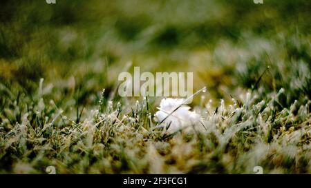 Brunswick, Germany. 03rd Mar, 2021. A tuft of grass rises from a lawn ...
