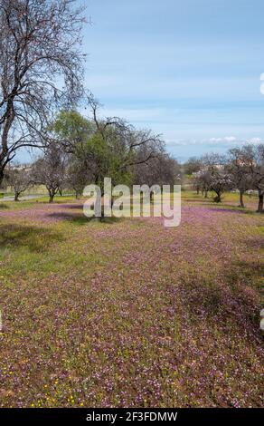 Beautiful field with purple vail of flowers in the ground Stock Photo ...