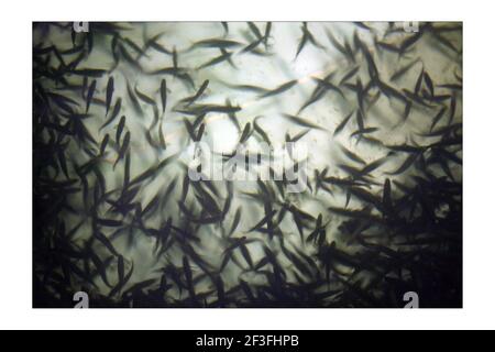 Scottish Sea Farms’ Salmon hatchery building during construction at ...