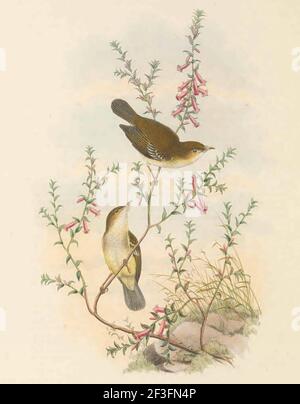 Pseudogerygone notata - The Birds of New Guinea Stock Photo - Alamy