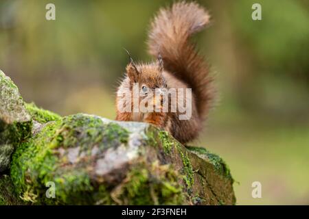 Red squirrel, Sciurus vulgaris, Hawes, Yorkshire Stock Photo - Alamy