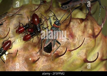 Swan plant seed bug (Arocatus rusticus Stock Photo - Alamy