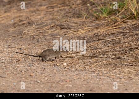 large rodent lives in Central and Southern Argentina Stock Photo - Alamy