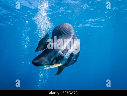 Big Spadefish in the blue water of the Indian ocean Stock Photo - Alamy