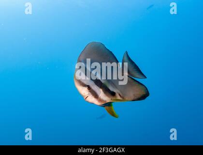 Big Spadefish in the blue water of the Indian ocean Stock Photo - Alamy