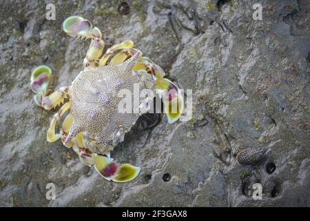 The common moon crab, Matuta victor, is a small benthic tropical crab ...