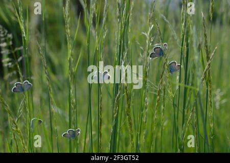 Multiple resting common blue butterflies ona a field, buttryl field ...