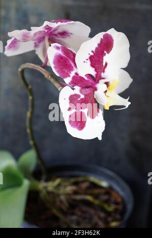 Spotted phalaenopsis orchid on blurred vintage gray background Stock ...