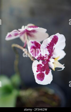 Spotted phalaenopsis orchid on blurred vintage gray background Stock ...
