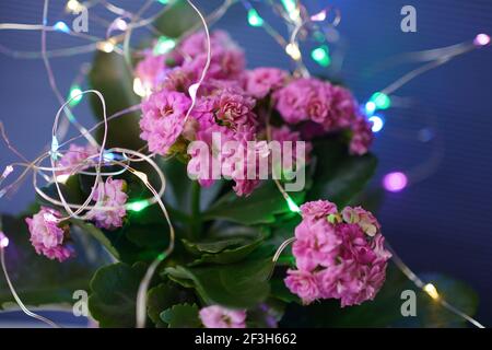 The festive garland glows with blurred bokeh and a flowerpot with a ...