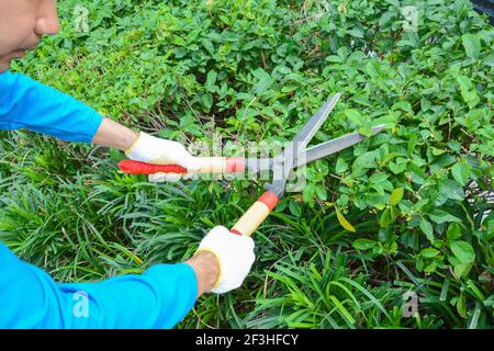 Gardener cutting hedge (or bush) with grass shears Stock Photo - Alamy