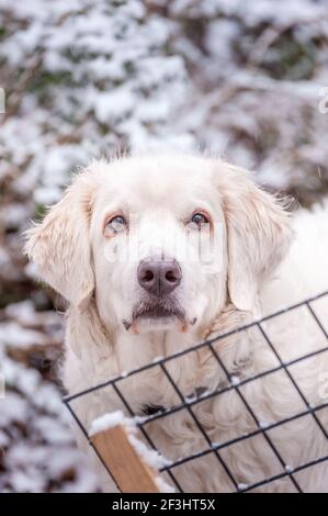 Dog Polish Tatra Sheepdog / Tatra Mountain Sheepdog / Podhale adult ...