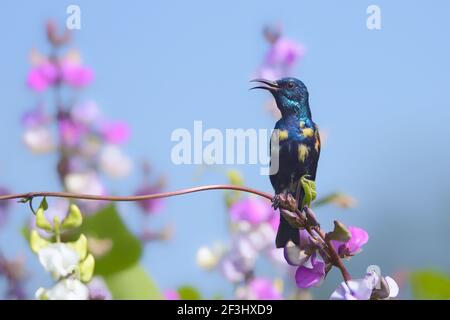 The purple sunbird , Cinnyris asiaticus, a small sunbird. Sucking ...